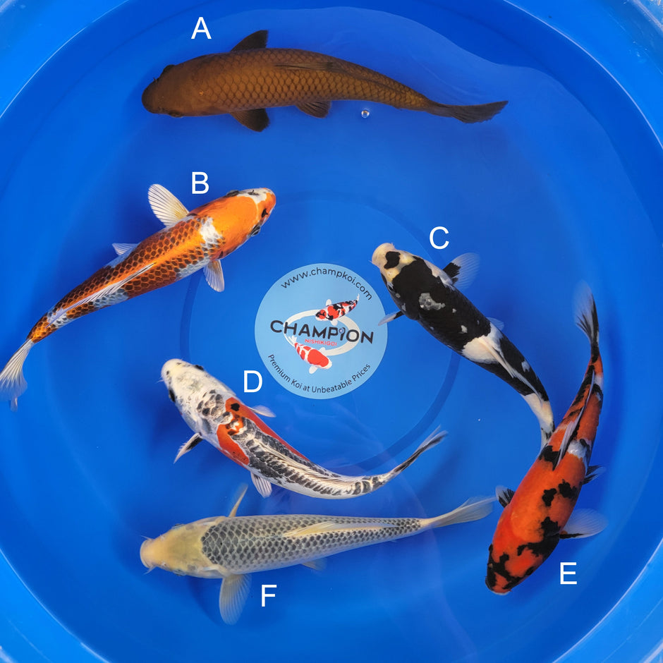 Champion Nishikigoi: Top-Quality Japanese Koi Fish & Koi Food