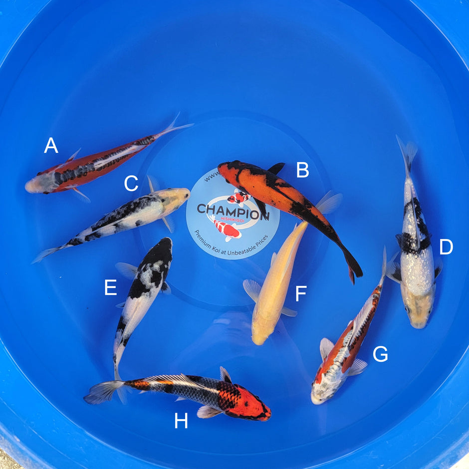 Handpicked Koi Groups – Champion Nishikigoi