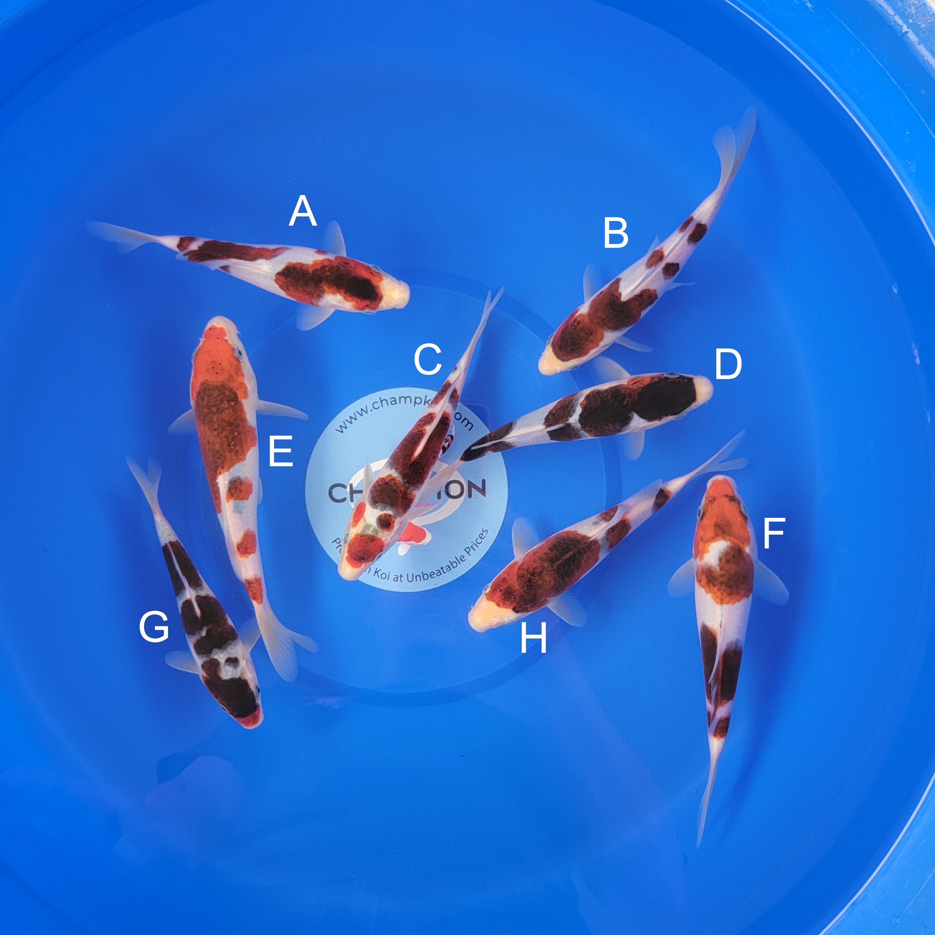 Handpicked Koi Groups – Champion Nishikigoi