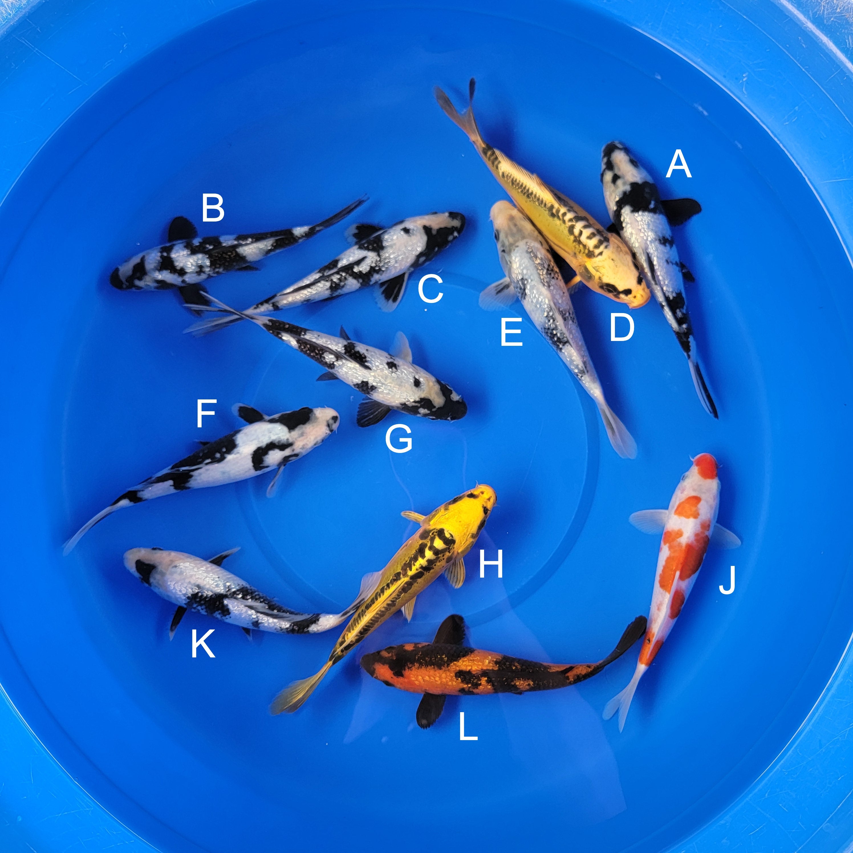 Handpicked Koi Groups – Champion Nishikigoi