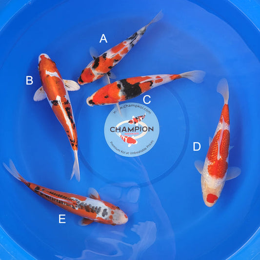 Champion Nishikigoi: Top-Quality Japanese Koi Fish & Koi Food
