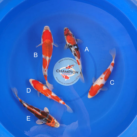 Champion Nishikigoi: Top-Quality Japanese Koi Fish & Koi Food