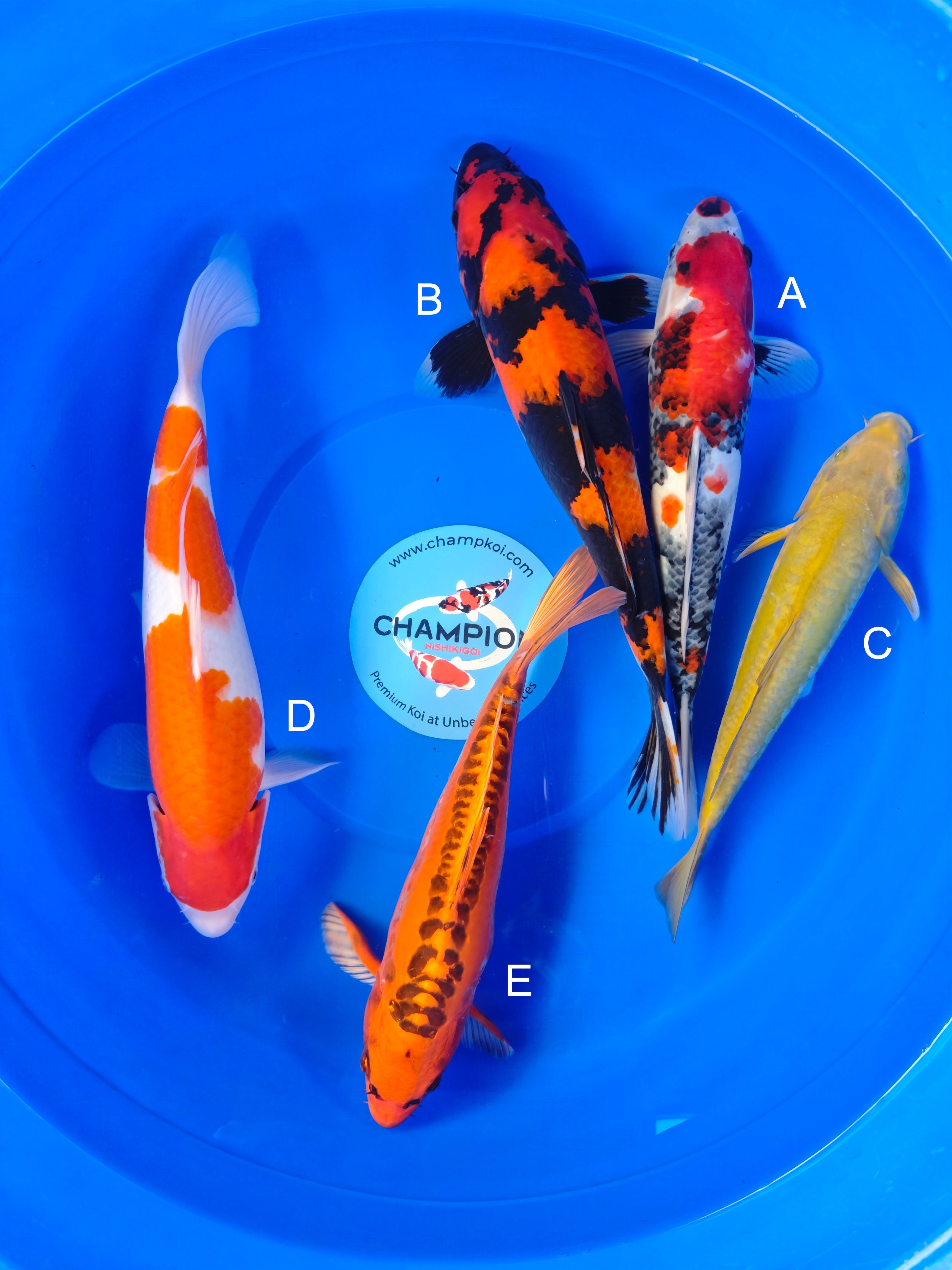 2025DEC-023: 30-35cm Marusei Showa | ChampKoi - Champion Nishikigoi