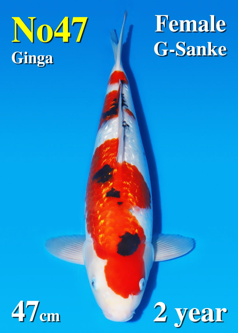 2025FALL-002: 47cm Matsue Ginrin Sanke | ChampKoi - Champion Nishikigoi