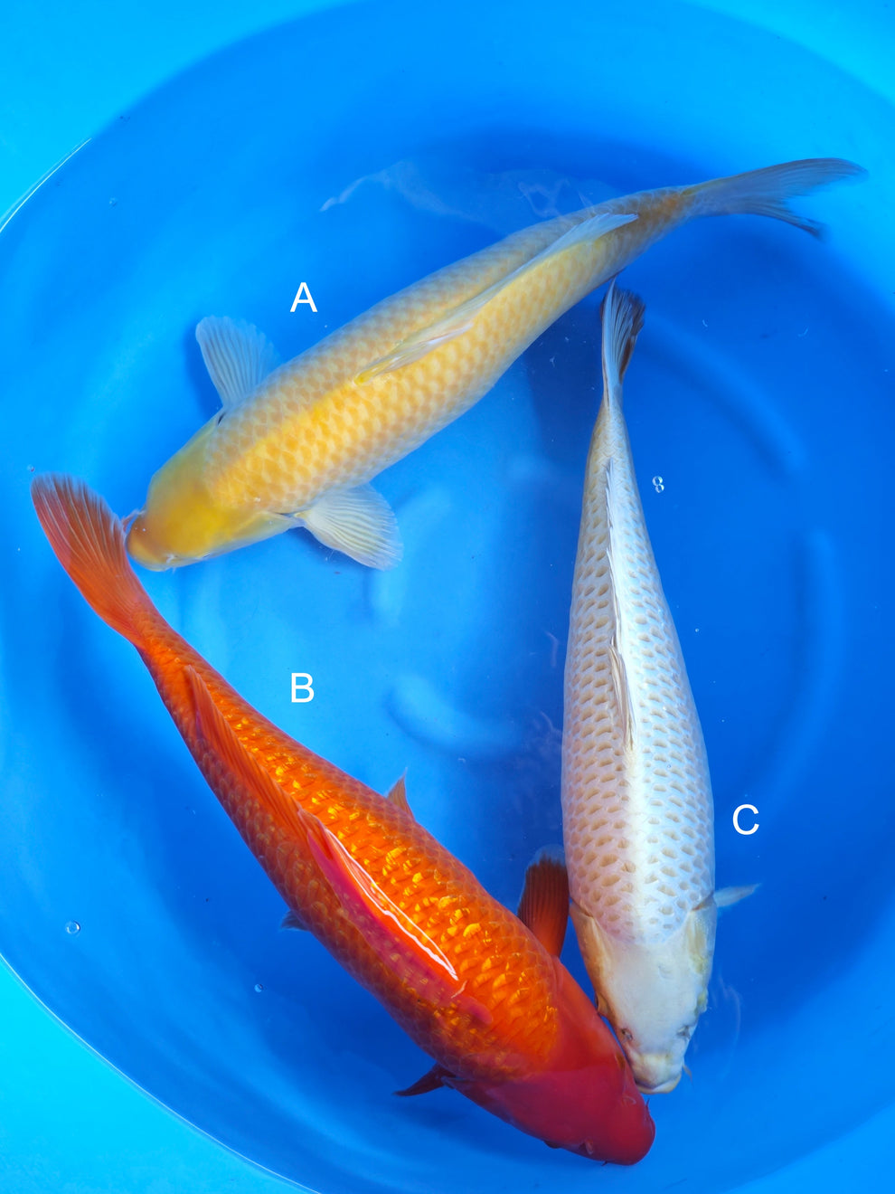 2025FALL-044: 53-58cm Ogata Karashigoi | ChampKoi - Champion Nishikigoi