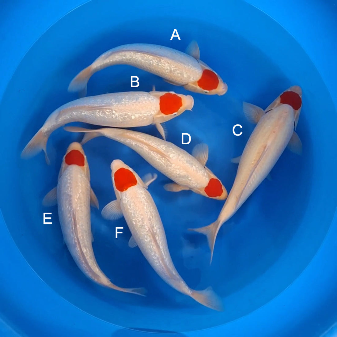 2025FALL-078: 40-45cm Shinoda Ginrin Tancho | ChampKoi - Champion Nishikigoi