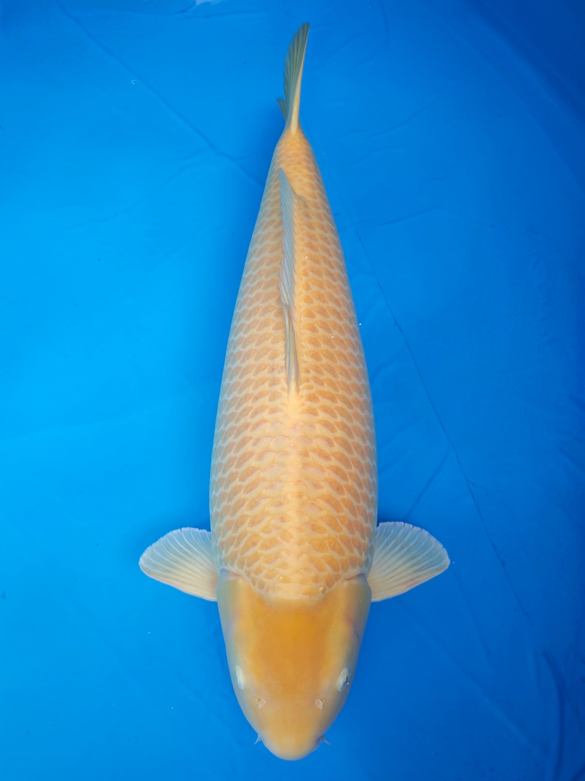 2025FALL-100: 83cm Yagenji Karashigoi | ChampKoi - Champion Nishikigoi