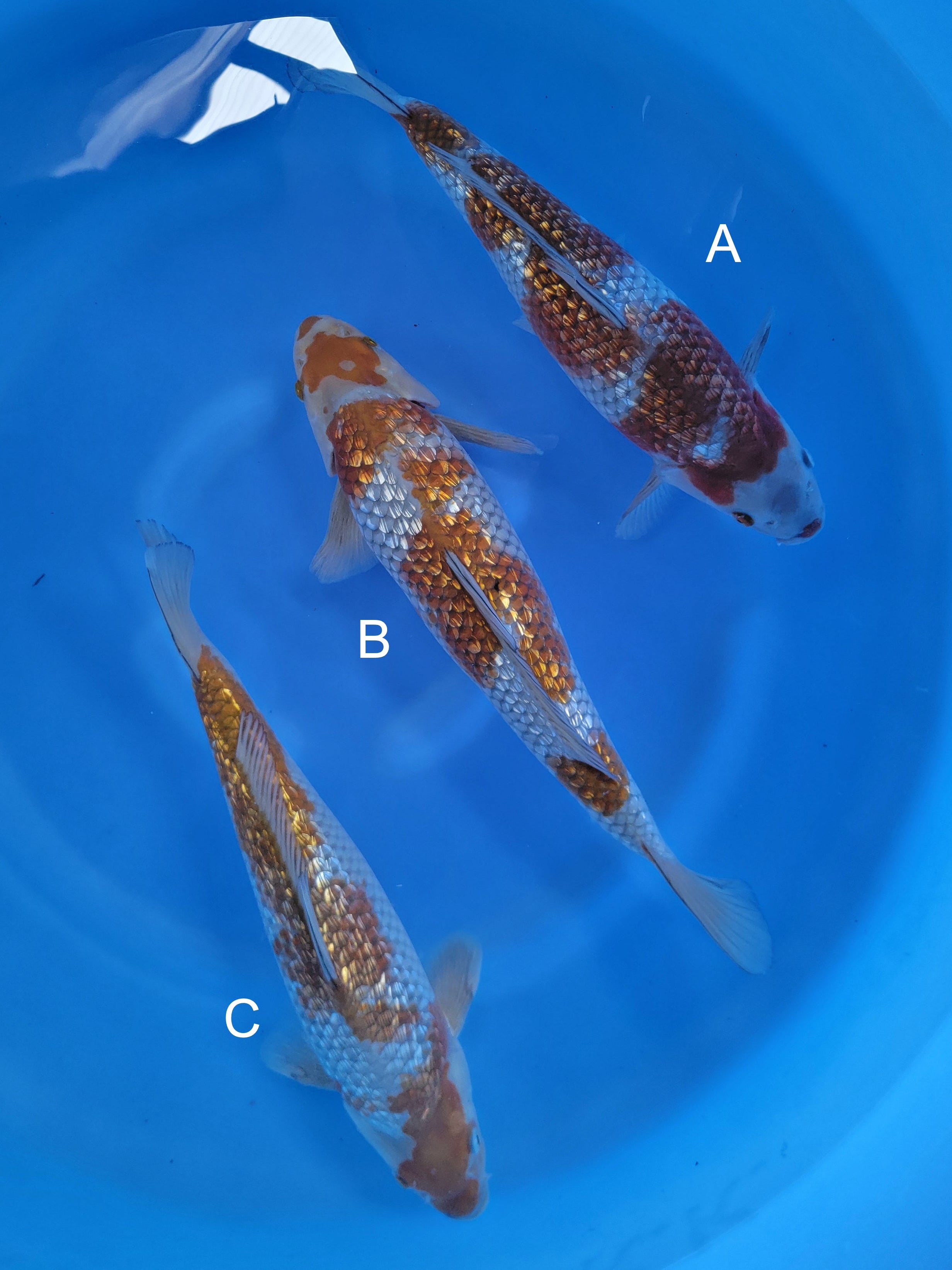 Premium Japanese Koi Fish for Sale – Live Arrival | ChampKoi