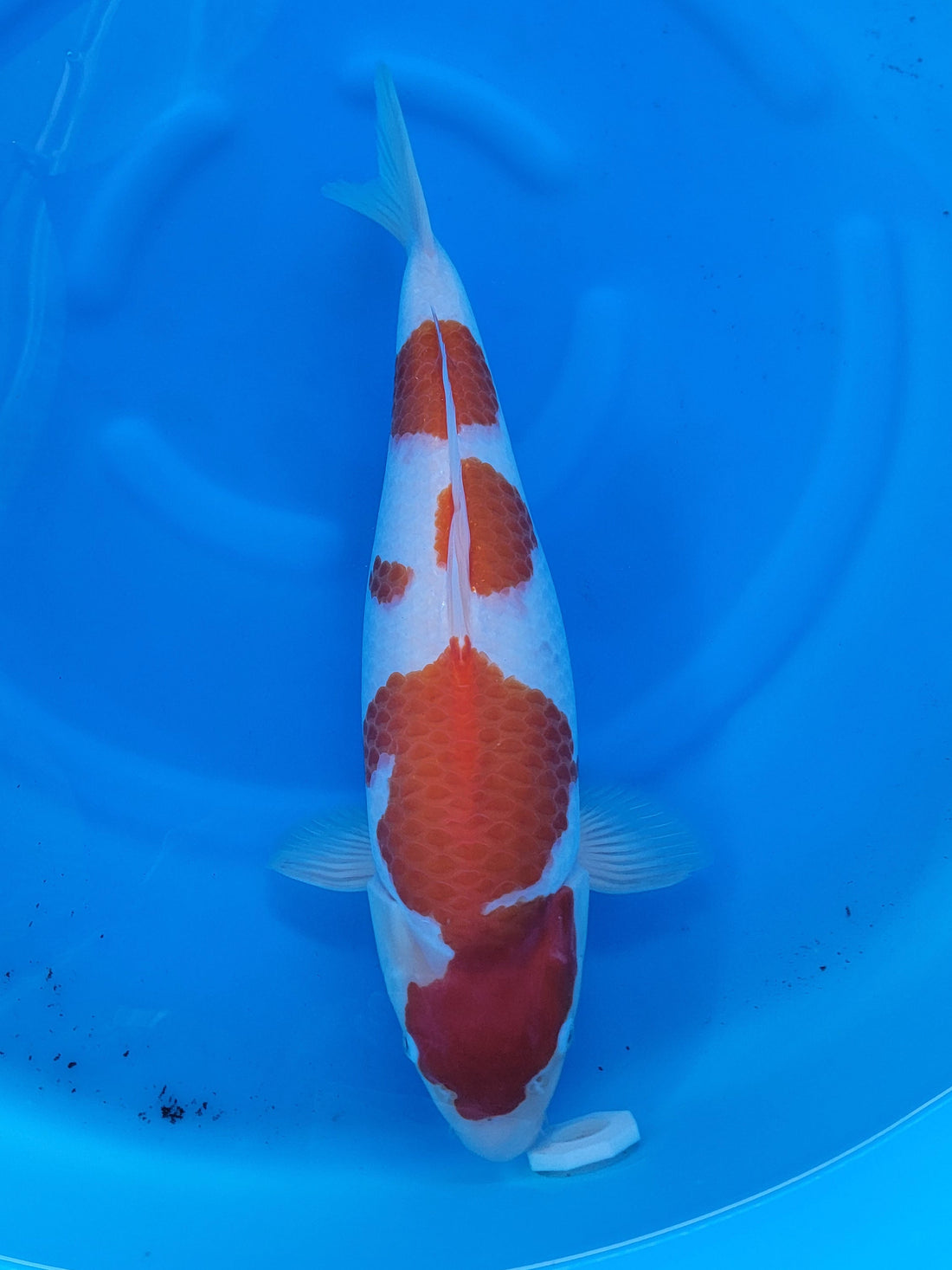 2025FALL-180: 55cm Hoshikin Kohaku | ChampKoi - Champion Nishikigoi