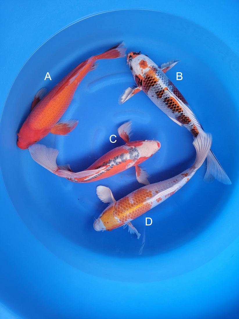 2025FALL-196: 50-55cm Suda Benigoi Long Fin | ChampKoi - Champion Nishikigoi