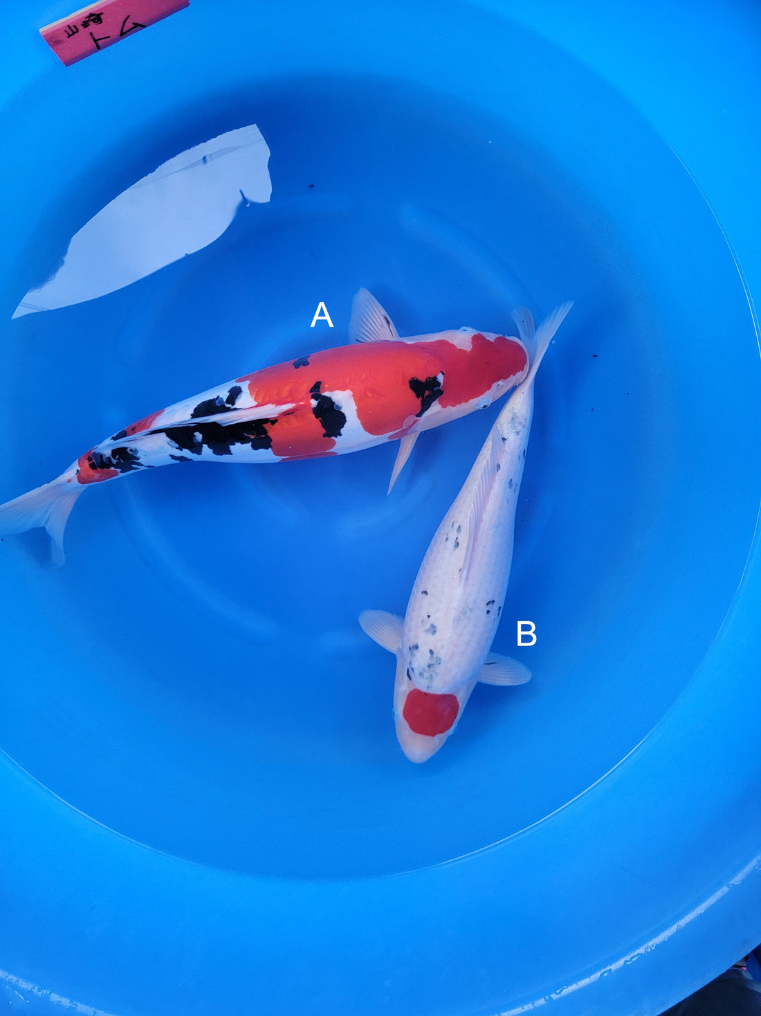 2025FALL-187: 48-53cm Hiroi Doitsu Sanke | ChampKoi - Champion Nishikigoi