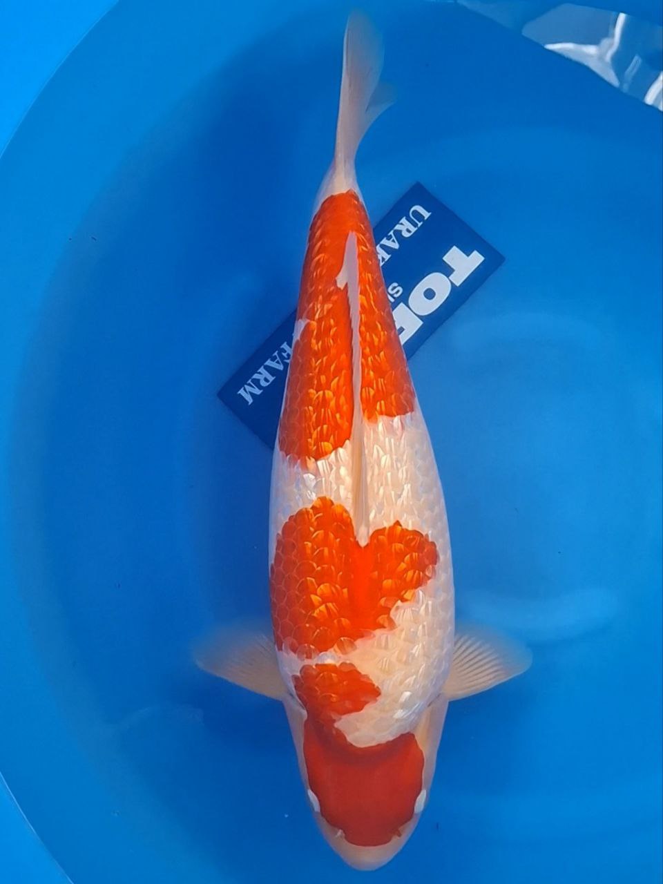 2025FALL-254: 51cm Torazo Ginrin Kohaku | ChampKoi - Champion Nishikigoi
