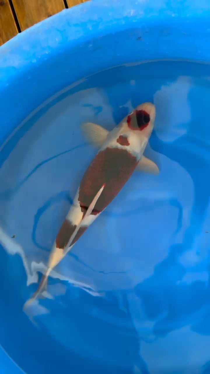 2025FALL-262: 55cm Ogata Budo Goromo | ChampKoi - Champion Nishikigoi