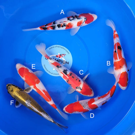 Handpicked Koi Groups – Champion Nishikigoi
