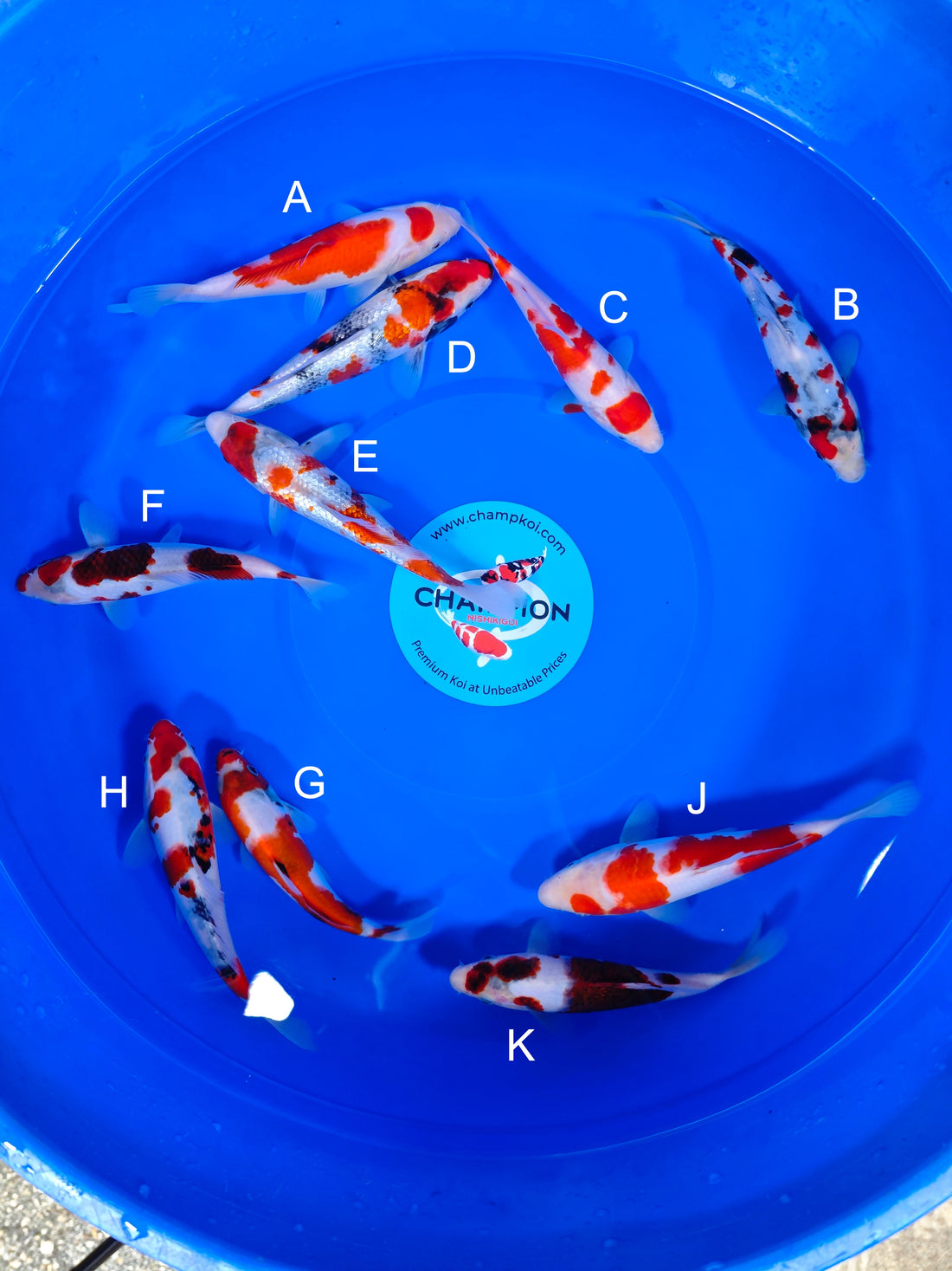 2025NOV-001: 18-25cm Ogata Kohaku | ChampKoi - Champion Nishikigoi