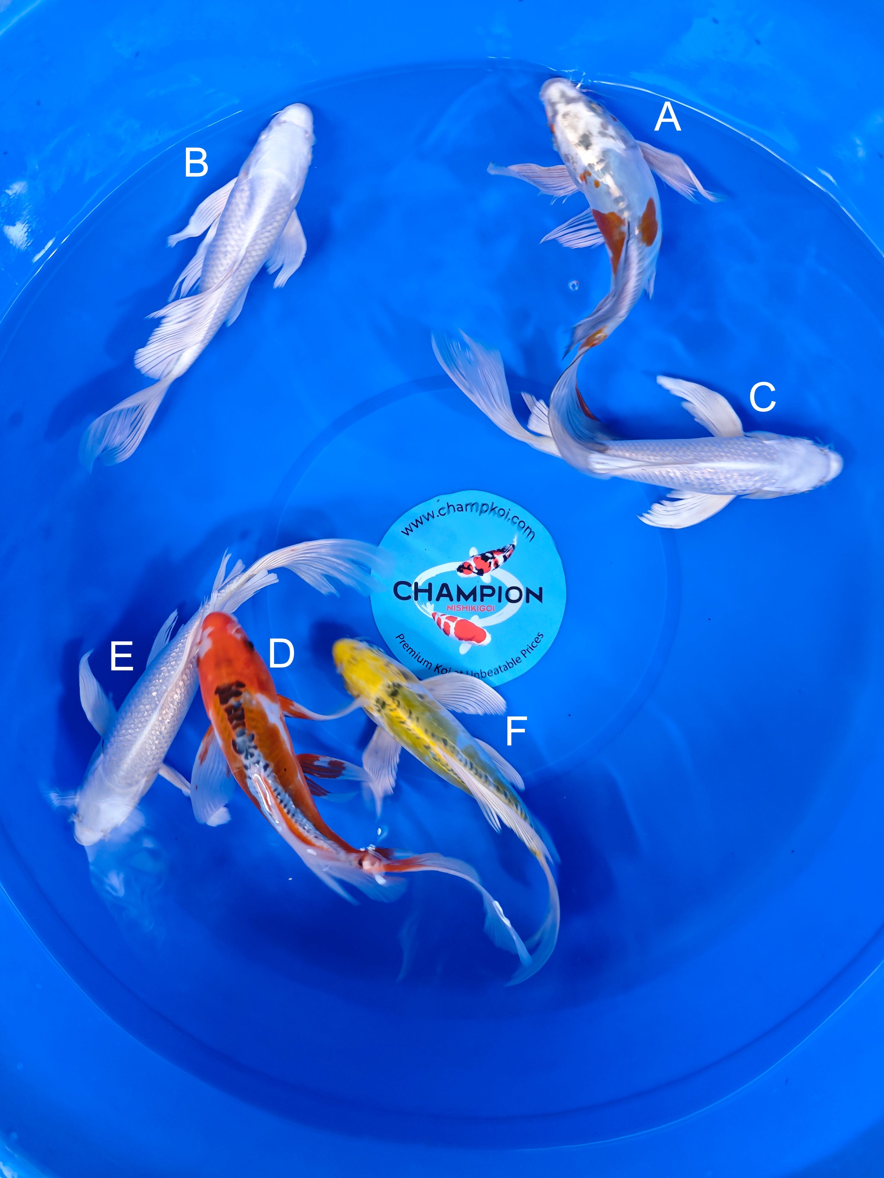 2025NOV-007: 25-30cm Suda Doitsu Kogane Ochiba LF | ChampKoi - Champion Nishikigoi