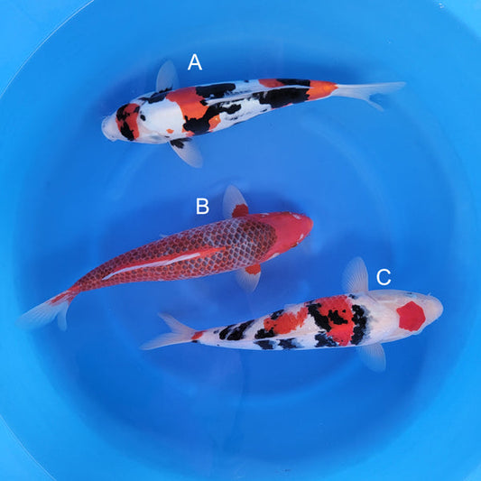 Handpicked Koi Groups - Champion Nishikigoi