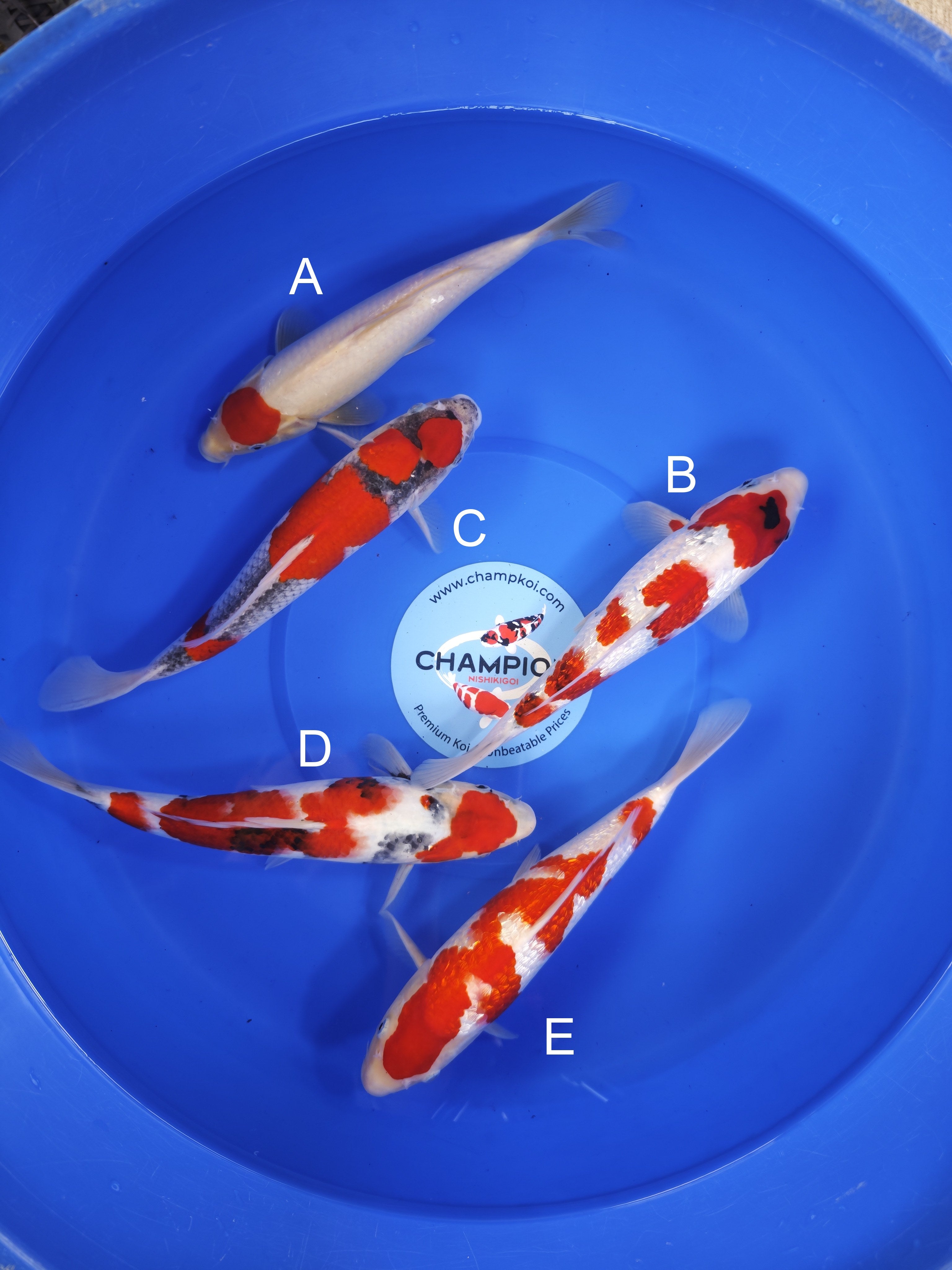 2026APR-008: 25-30cm Ogata Tancho Kohaku | ChampKoi - Champion Nishikigoi