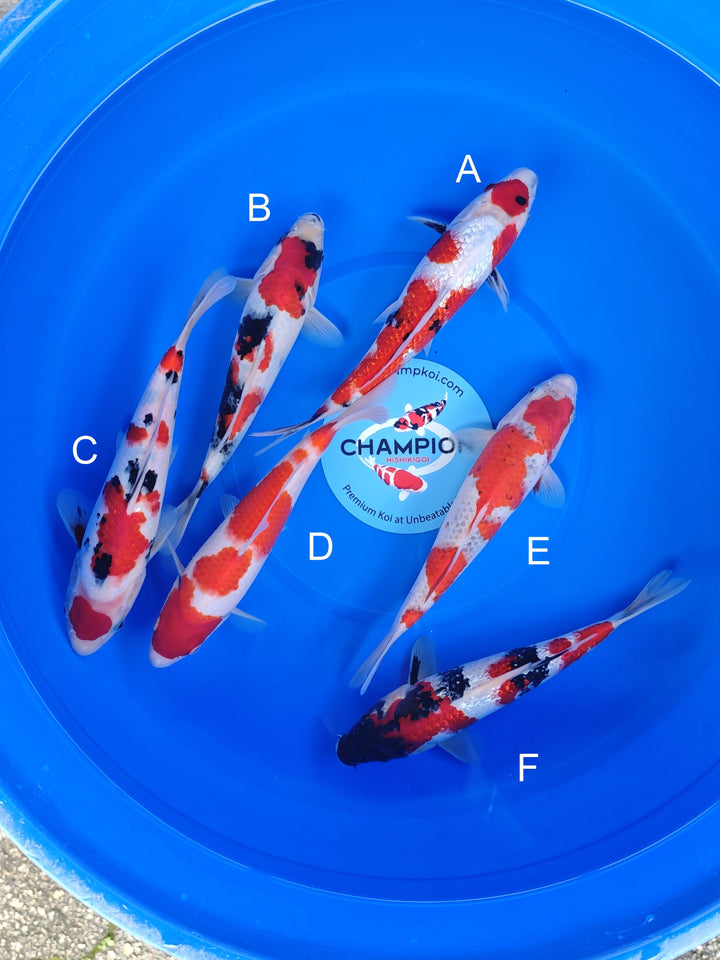Japanese Koi Fish for Sale – All Koi Varieties | ChampKoi - Champion ...