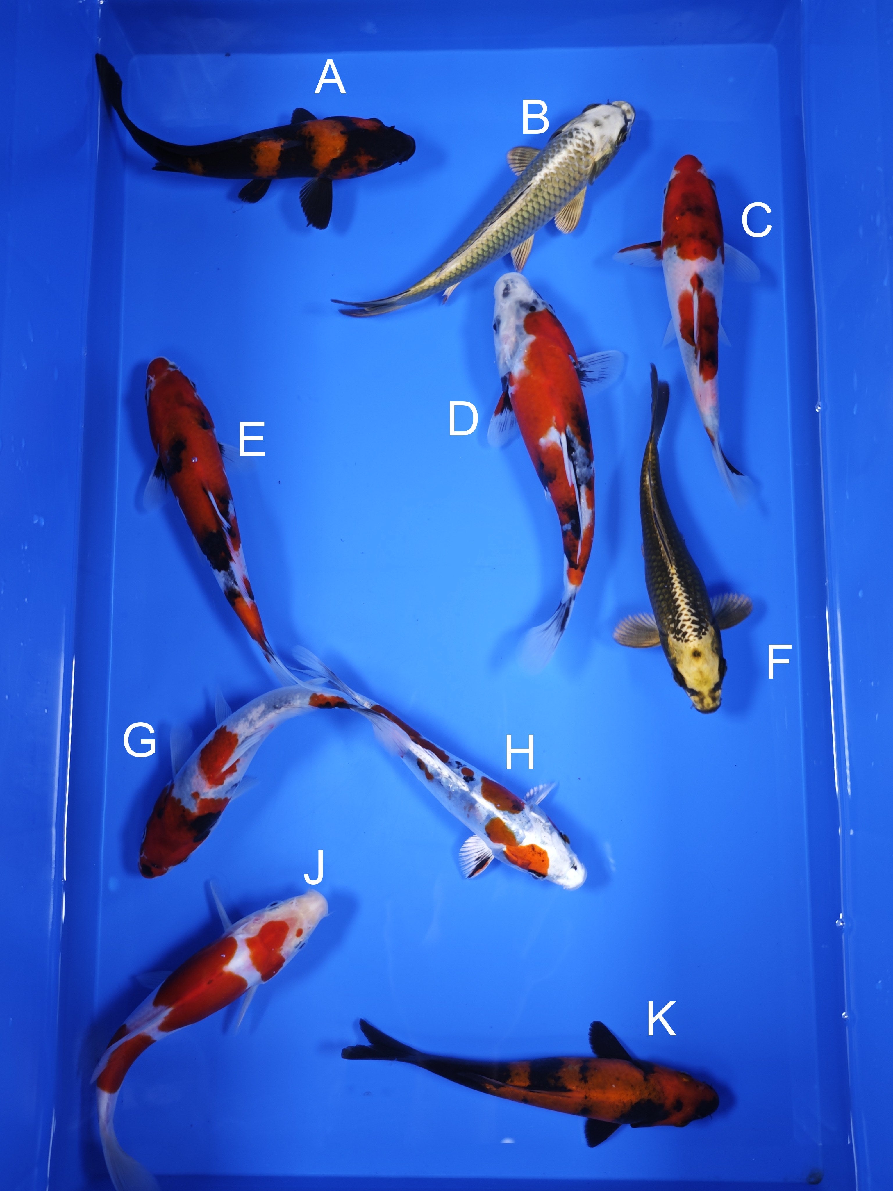 Japanese Koi Fish for Sale – All Koi Varieties | ChampKoi - Champion ...