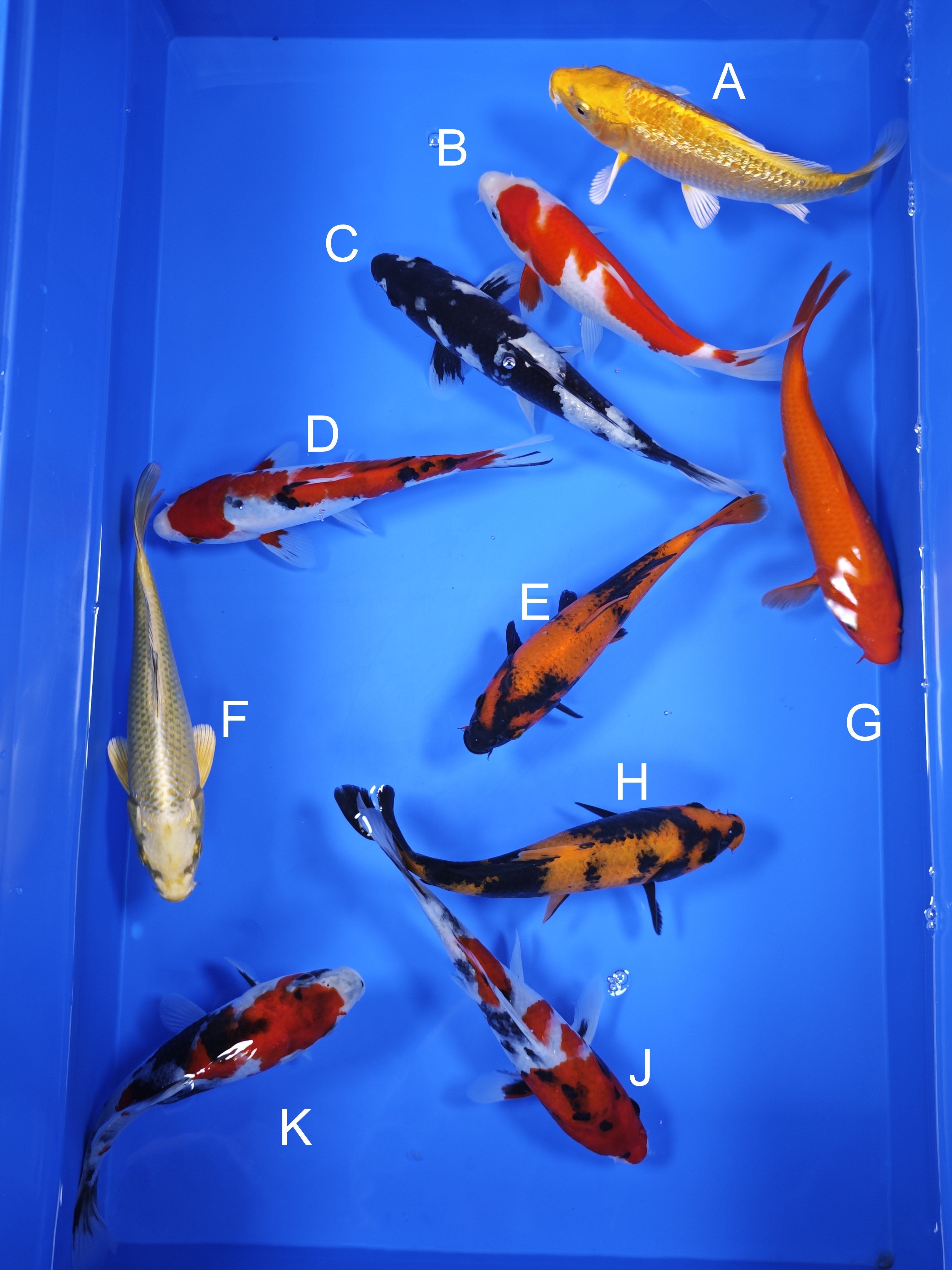 Japanese Koi Fish for Sale – All Koi Varieties | ChampKoi - Champion ...