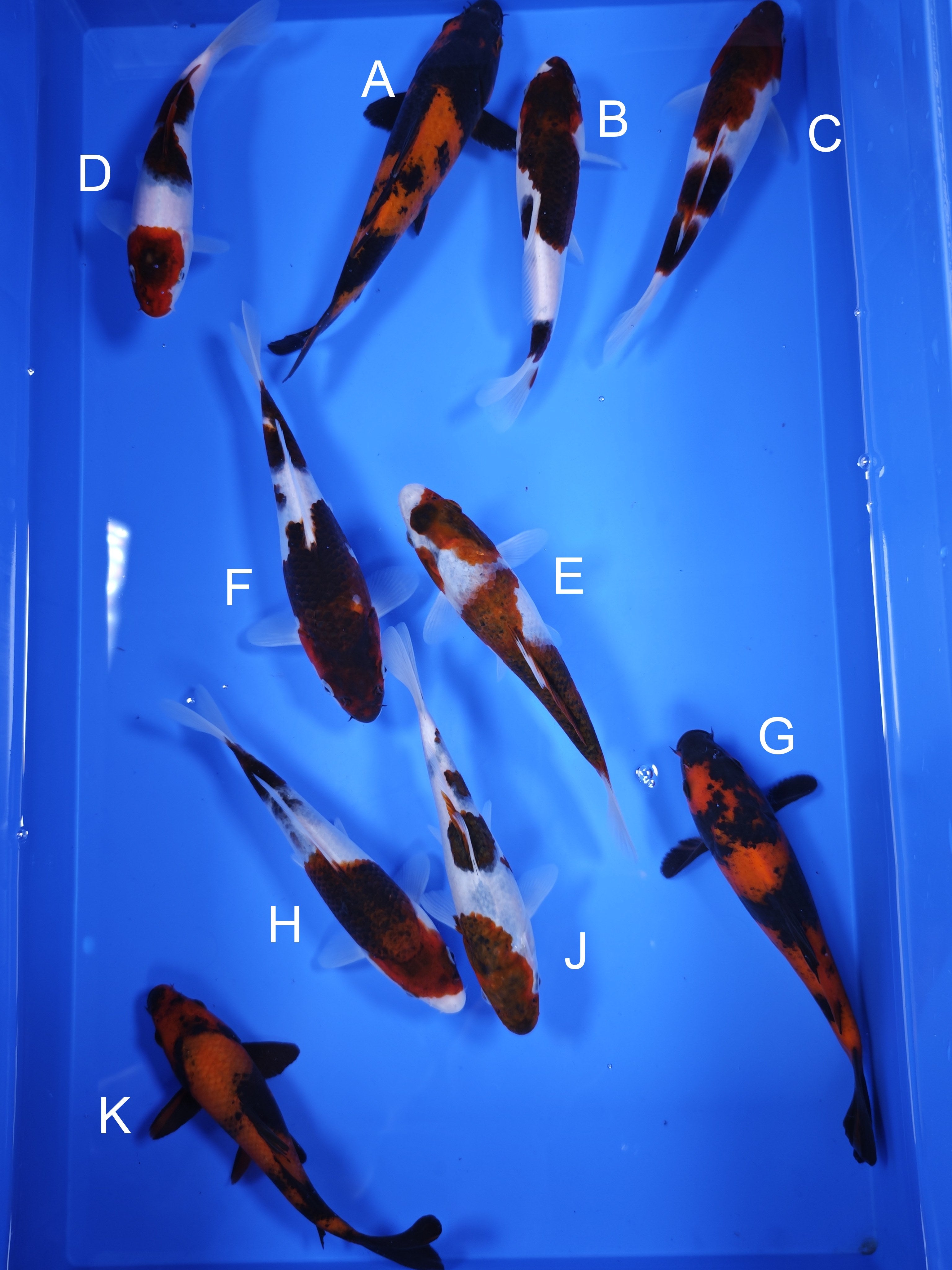 Japanese Koi Fish for Sale – All Koi Varieties | ChampKoi - Champion ...