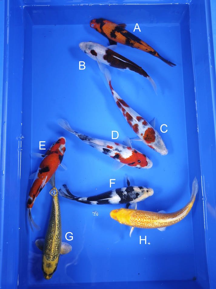 2026MAY-059: 19-21cm Ogata Hi Utsuri | ChampKoi - Champion Nishikigoi