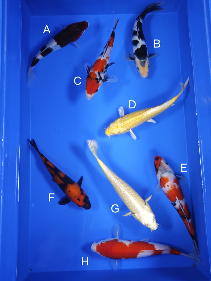 2026MAY-065: 19-21cm Ogata Budo Goromo | ChampKoi - Champion Nishikigoi