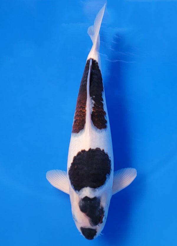 25H-002: 47cm Sakazume Budo Goromo | ChampKoi - Champion Nishikigoi