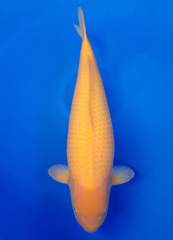 25H-010: 70cm Dainichi Yellow Monkey | ChampKoi - Champion Nishikigoi