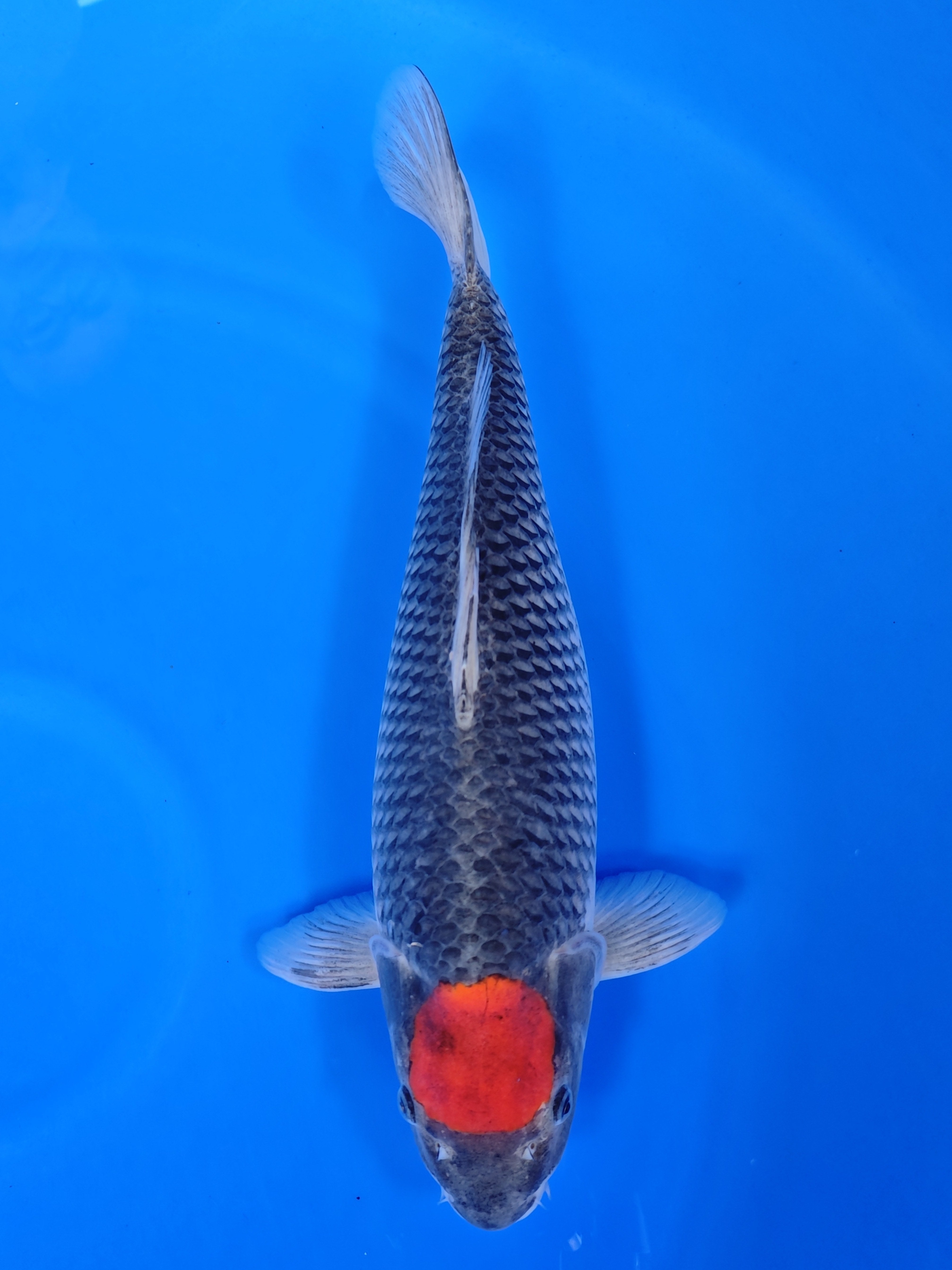 26A-017: 56cm Kanno Tancho Goshiki | ChampKoi - Champion Nishikigoi