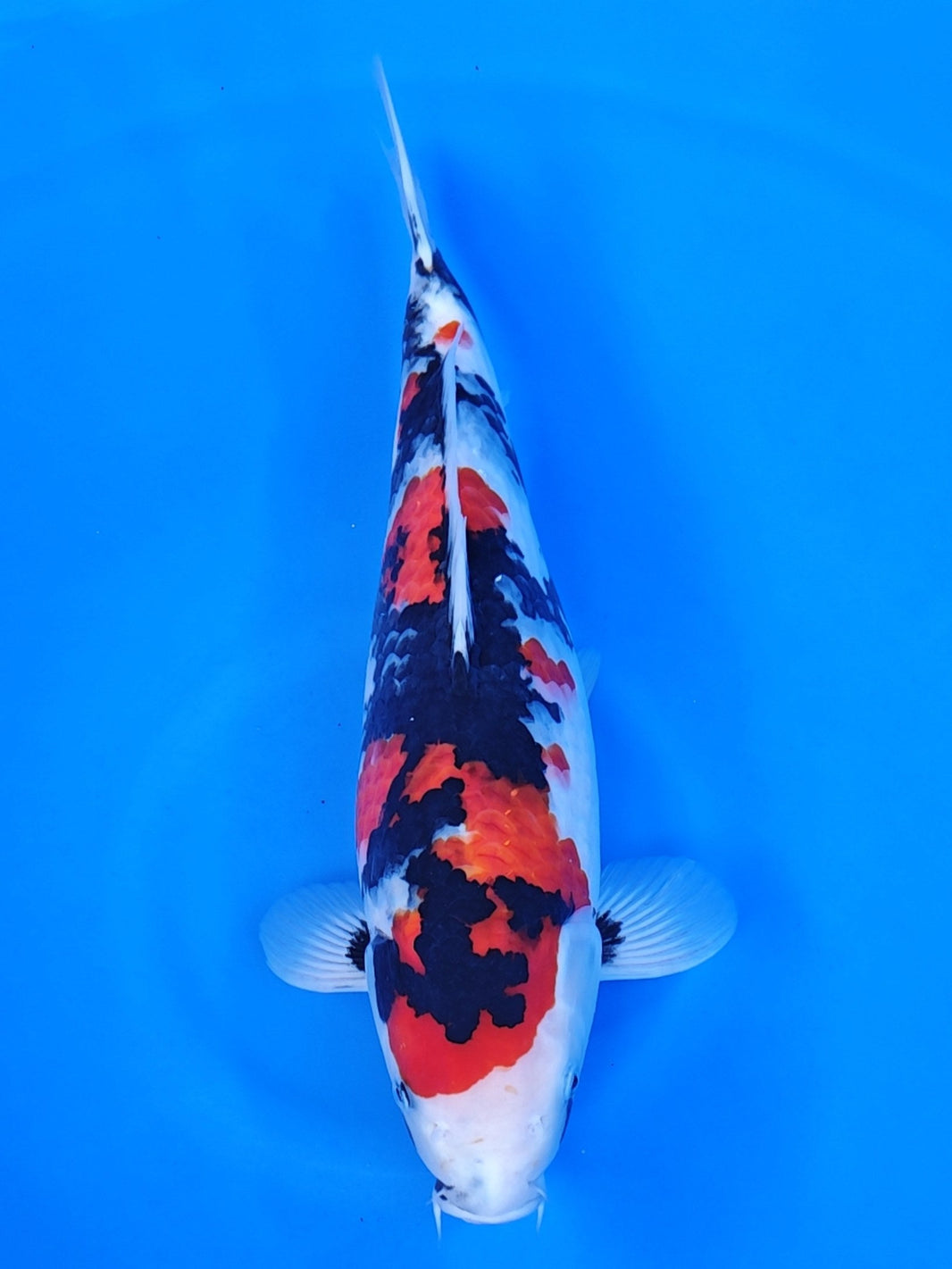 26E - Champion Nishikigoi