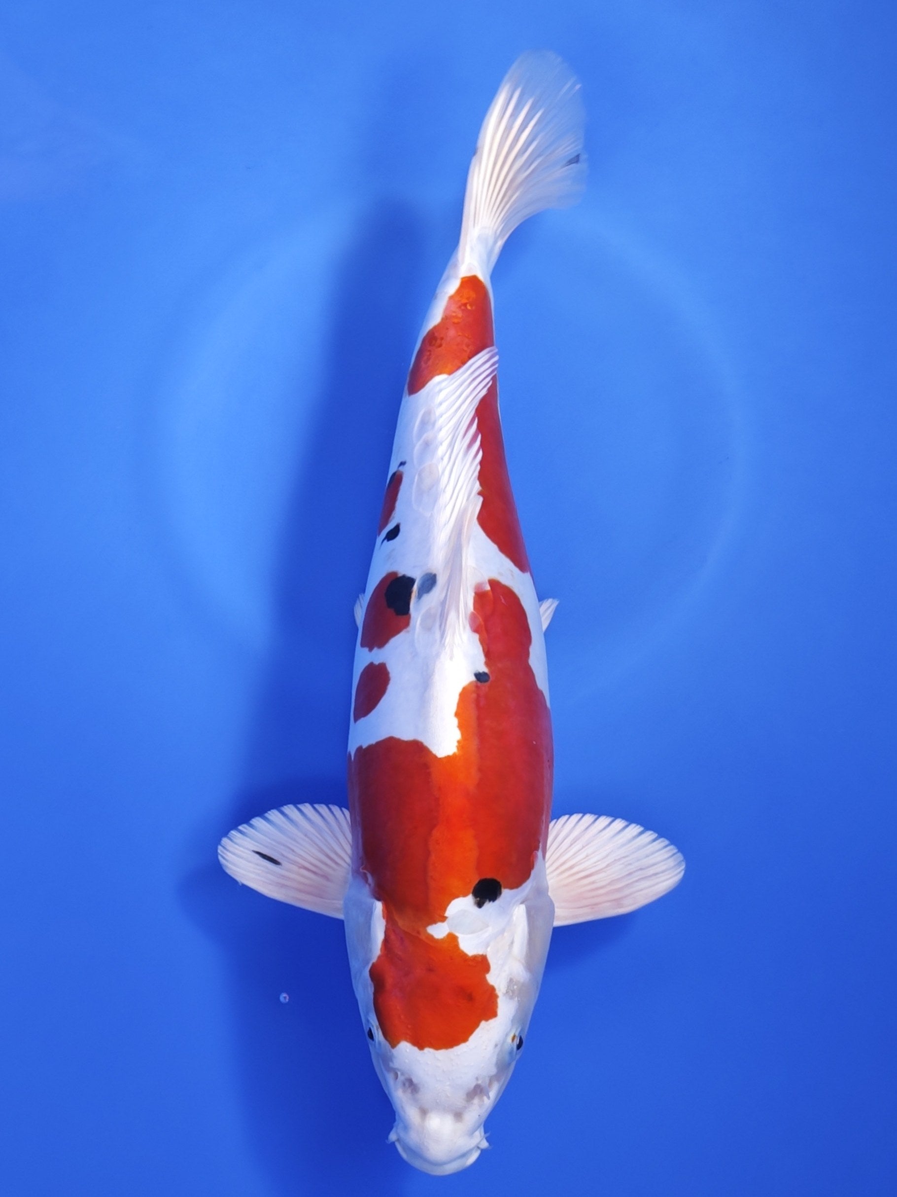 26G-002: 40cm Marusaka Doitsu Yamato Nishiki | ChampKoi - Champion ...