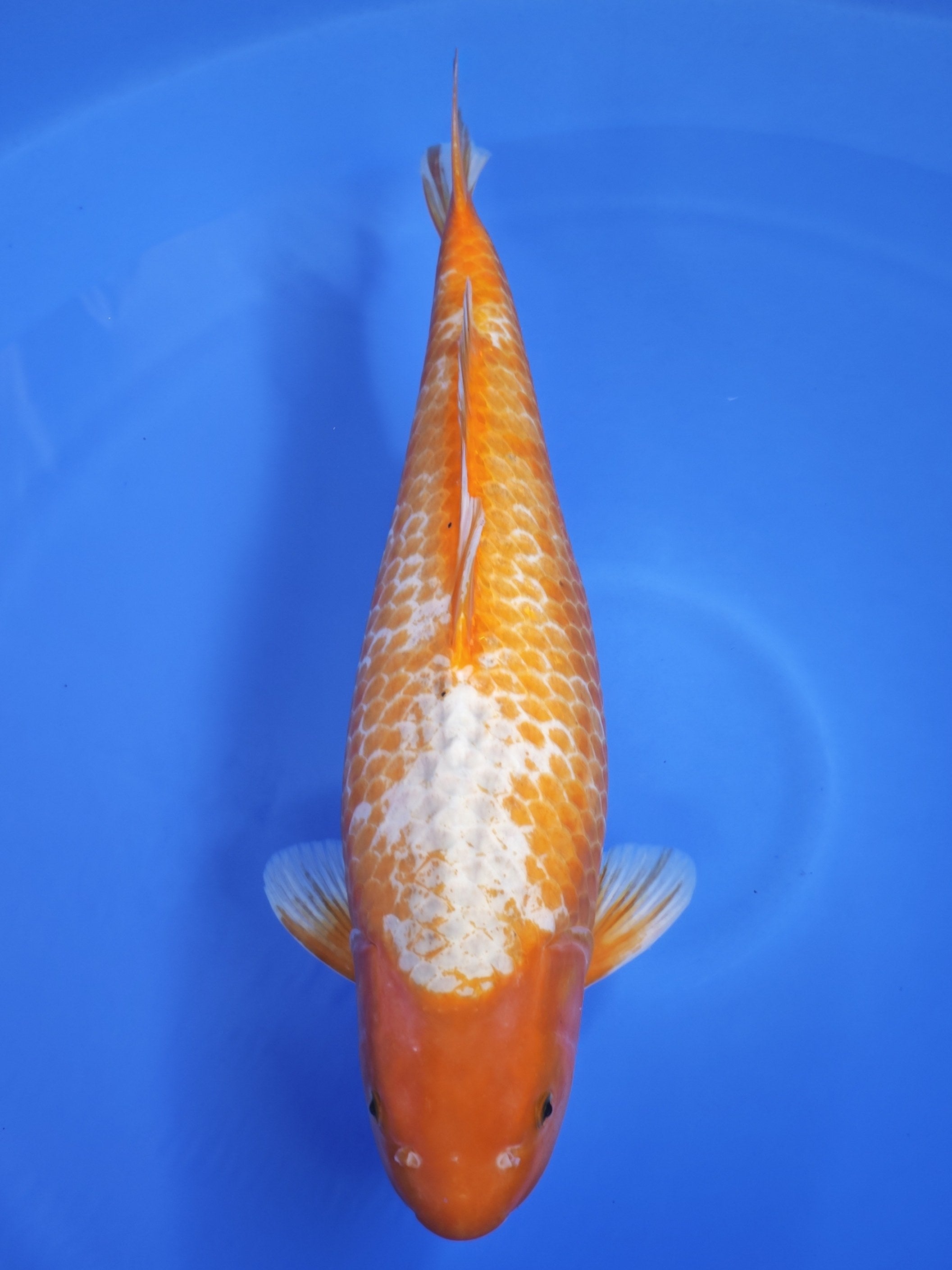 26J-010: 60cm Takatatsu Kawarigoi | ChampKoi - Champion Nishikigoi
