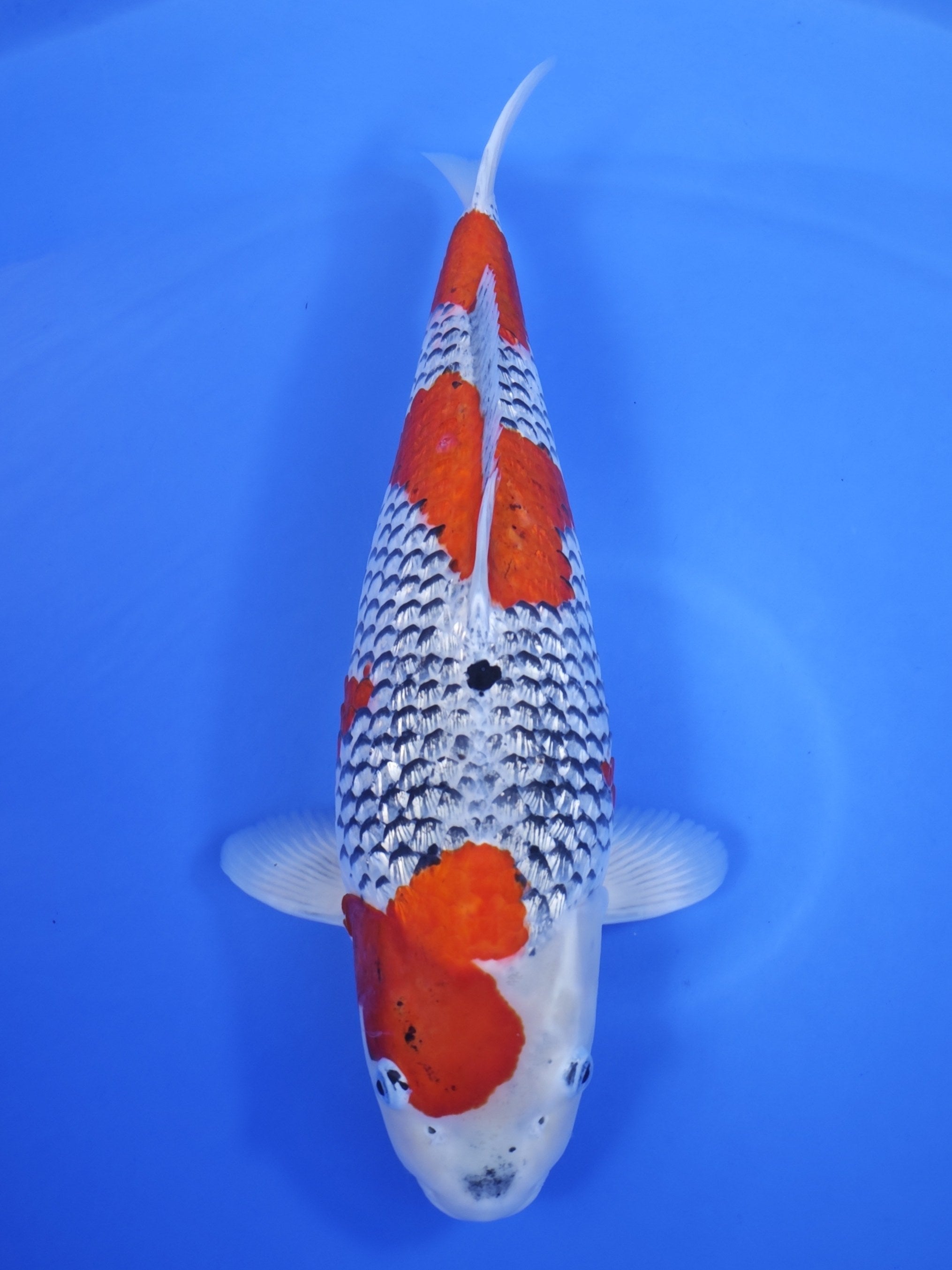 26J-015: 56cm Kase Ginrin Goshiki | ChampKoi - Champion Nishikigoi