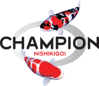 Pond Water & Care Guide for Koi Fish - Champion Nishikigoi