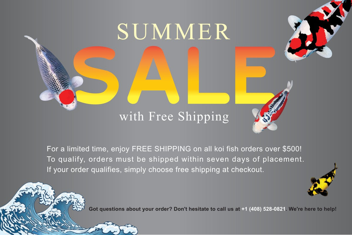 Champion Nishikigoi: Top-Quality Japanese Koi Fish & Koi Food