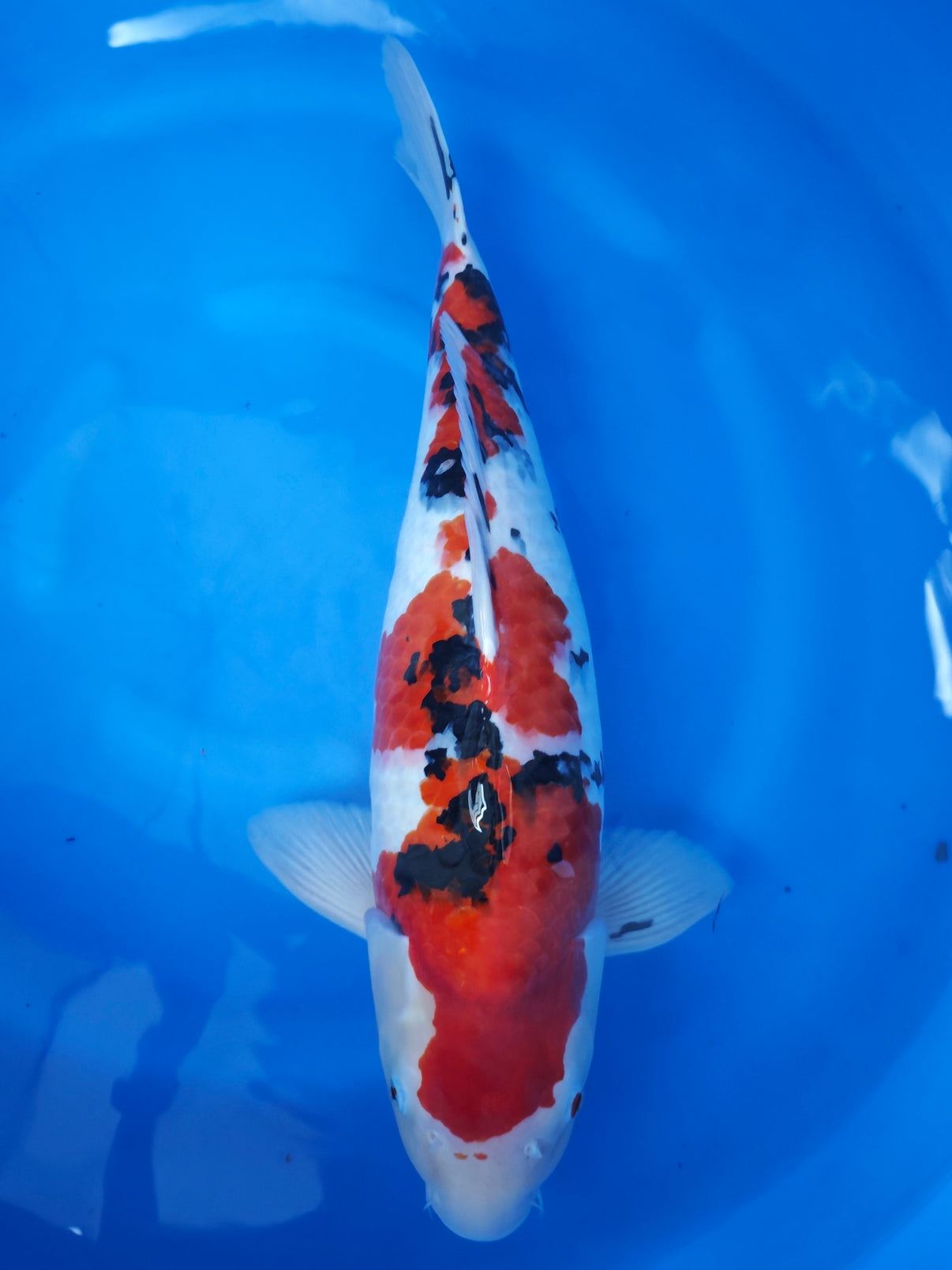 2025FALL-090: 65cm Marudo Sanke | ChampKoi - Champion Nishikigoi