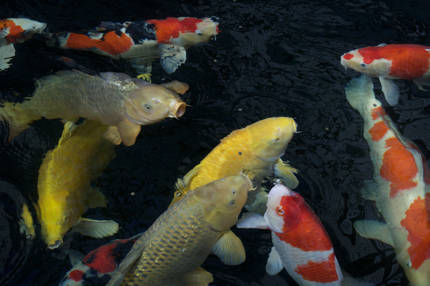 Premium Japanese Koi Fish for Sale – Live Arrival | ChampKoi