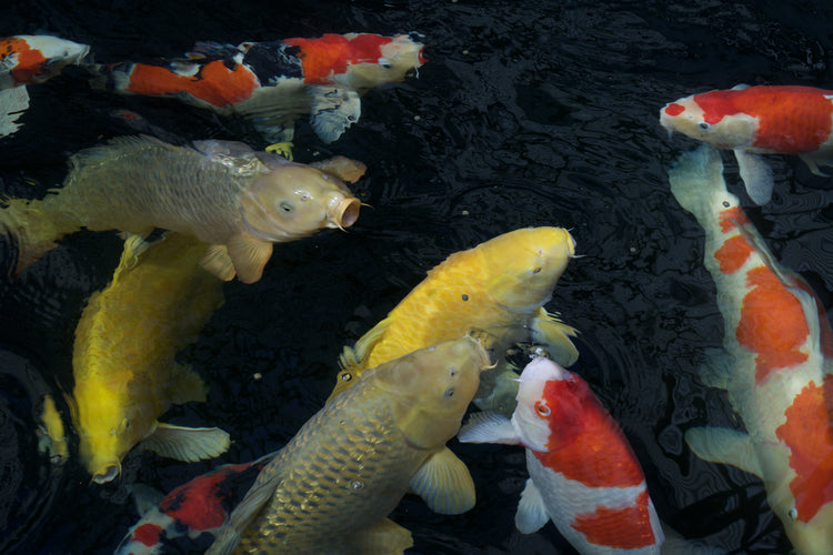 Premium Japanese Koi Fish for Sale – Live Arrival | ChampKoi