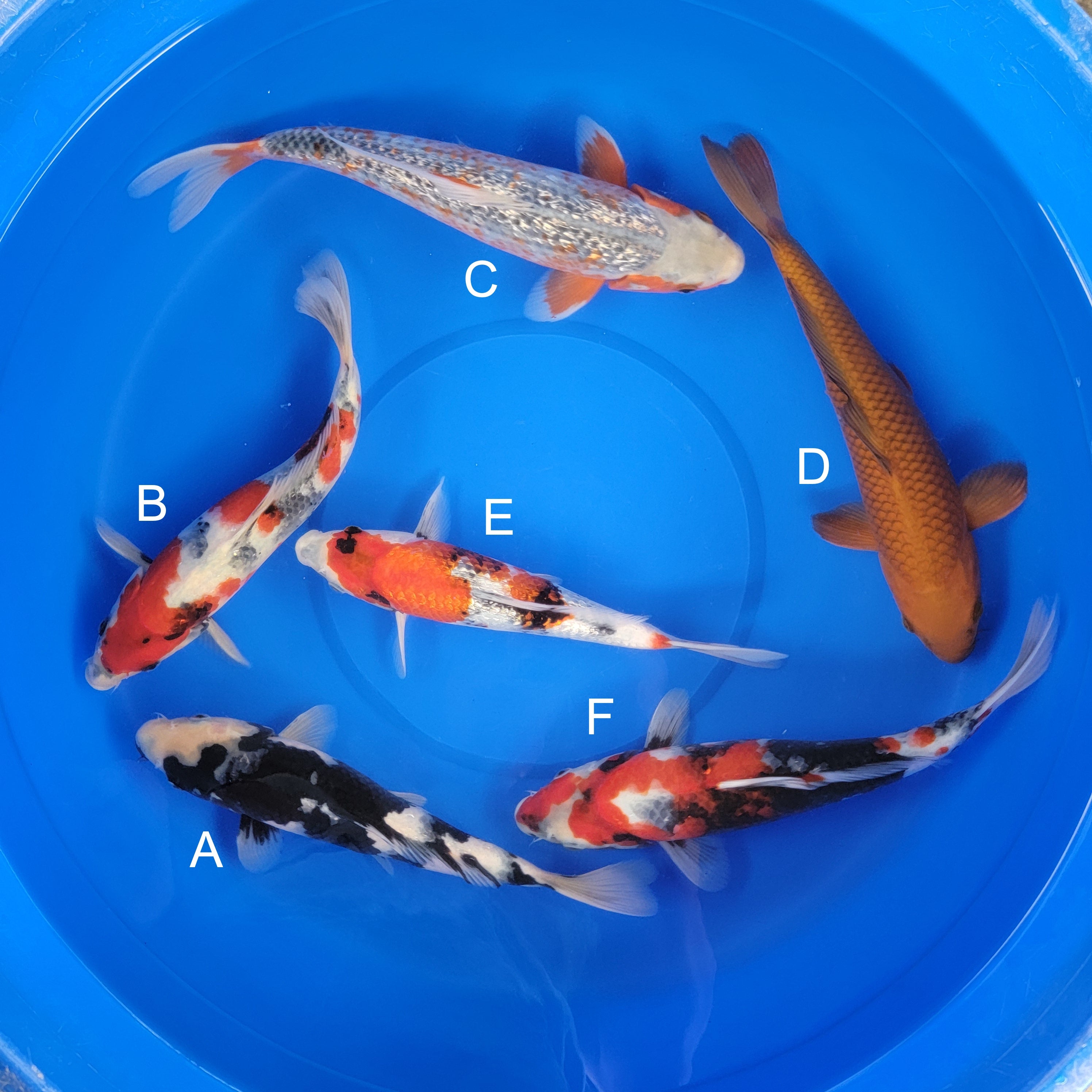Champion Nishikigoi: Top-Quality Japanese Koi Fish & Koi Food