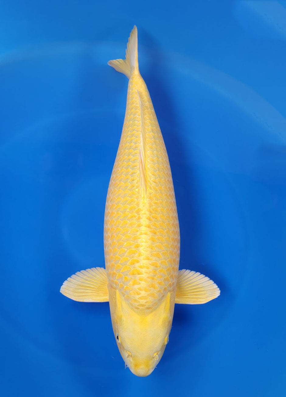 Buy Champion Nishikigoi Koi Fish & Koi Food | Japanese Koi for Sale