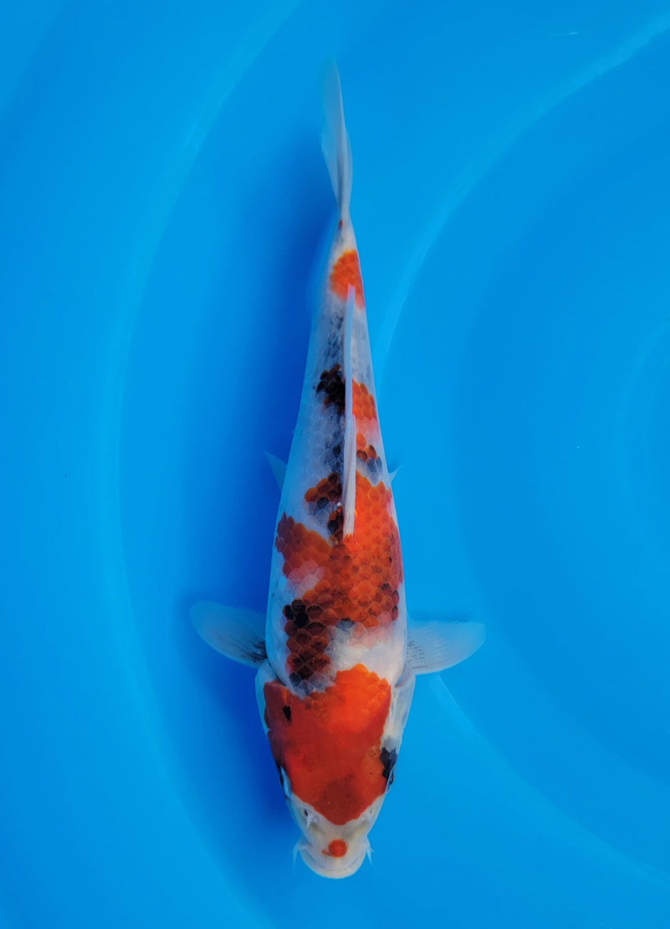 Champion Nishikigoi: Top-Quality Japanese Koi Fish & Koi Food
