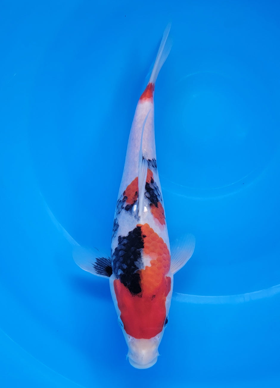 Champion Nishikigoi: Top-Quality Japanese Koi Fish & Koi Food