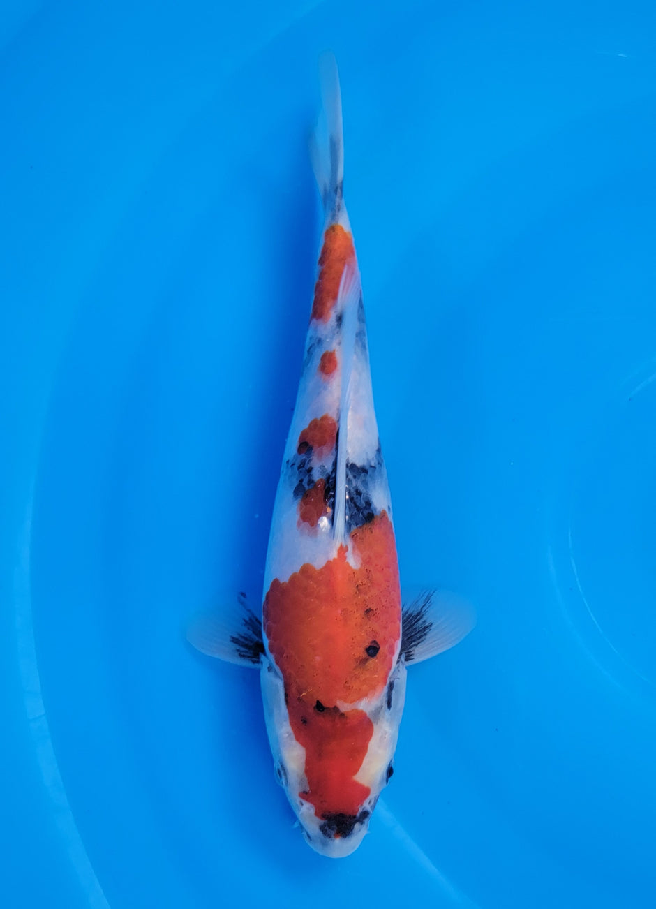 Champion Nishikigoi: Top-Quality Japanese Koi Fish & Koi Food